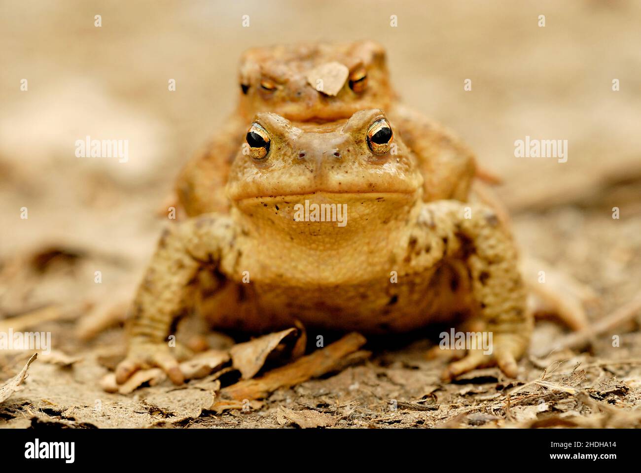 toad, mating, toads Stock Photo - Alamy