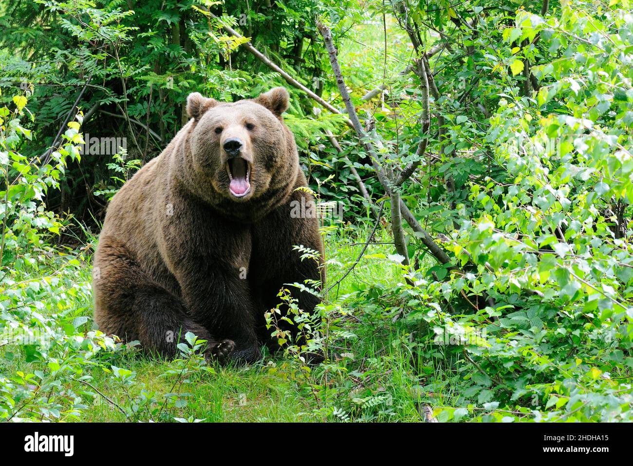 wildlife, brown bear, wild, wild animals, wild life, brown bears Stock ...