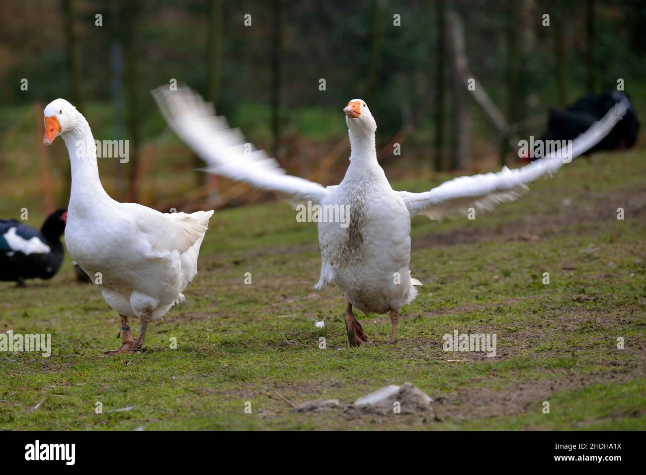 flutter, domestic goose, run, flutters, domestic gooses, running Stock ...