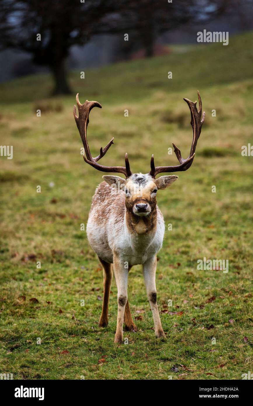 Knole park deer hi-res stock photography and images - Alamy