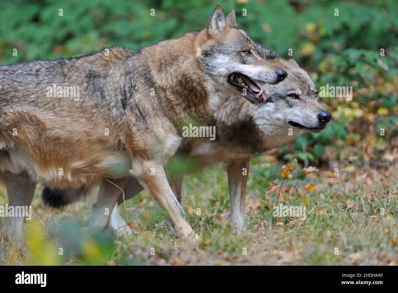 herd, Gray wolf, herds Stock Photo - Alamy