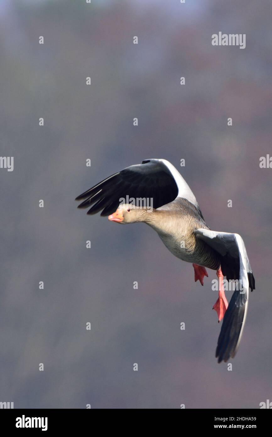 flying, fly, to fly Stock Photo - Alamy