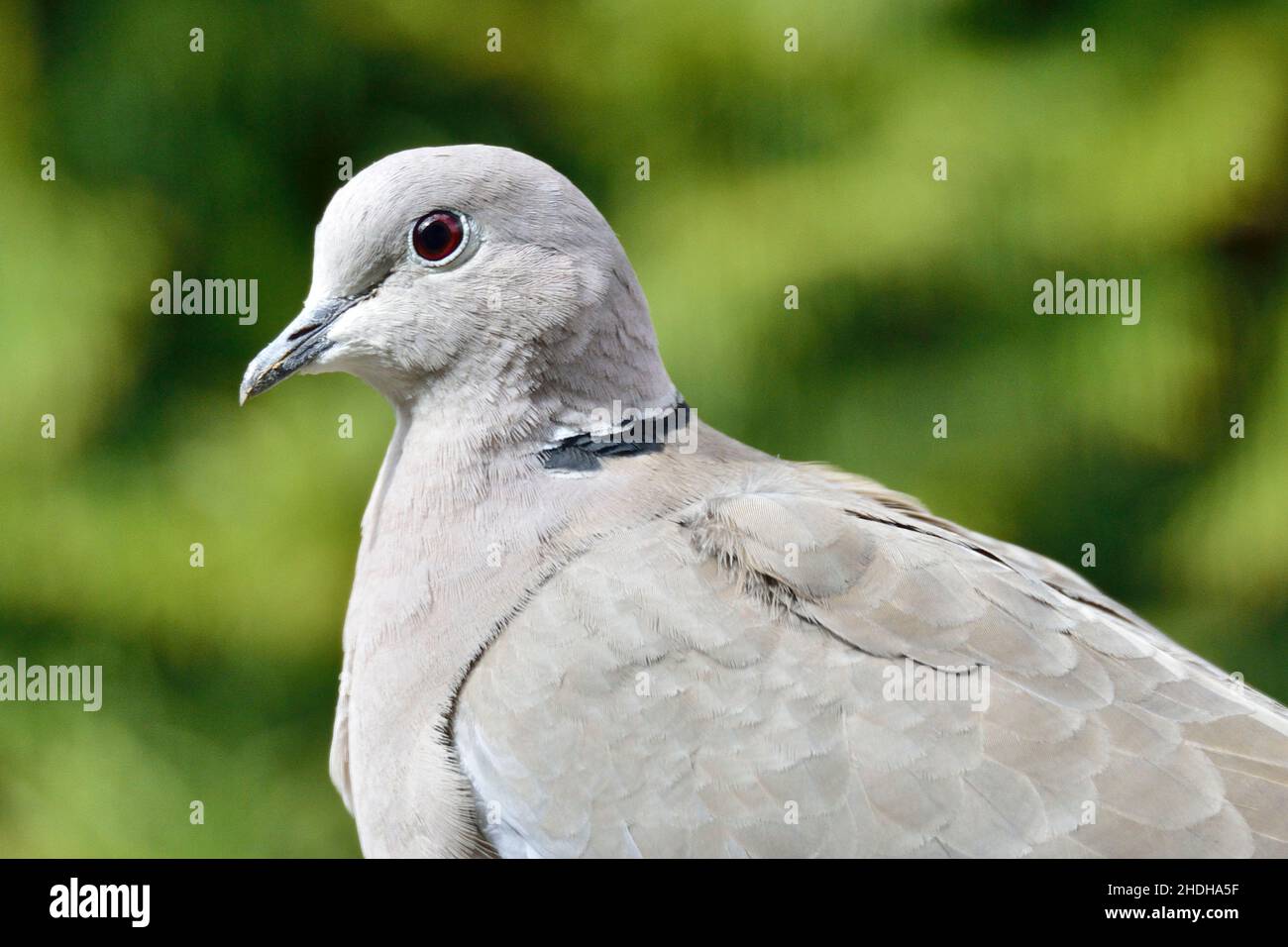 Deaf birds hi-res stock photography and images - Alamy