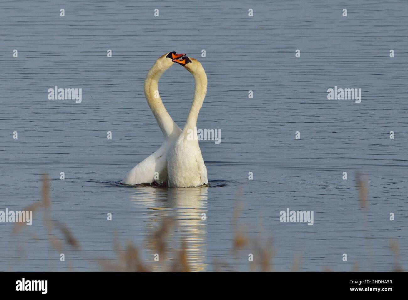 animal courtship, swan pair, animal courtships, swan pairs Stock Photo ...
