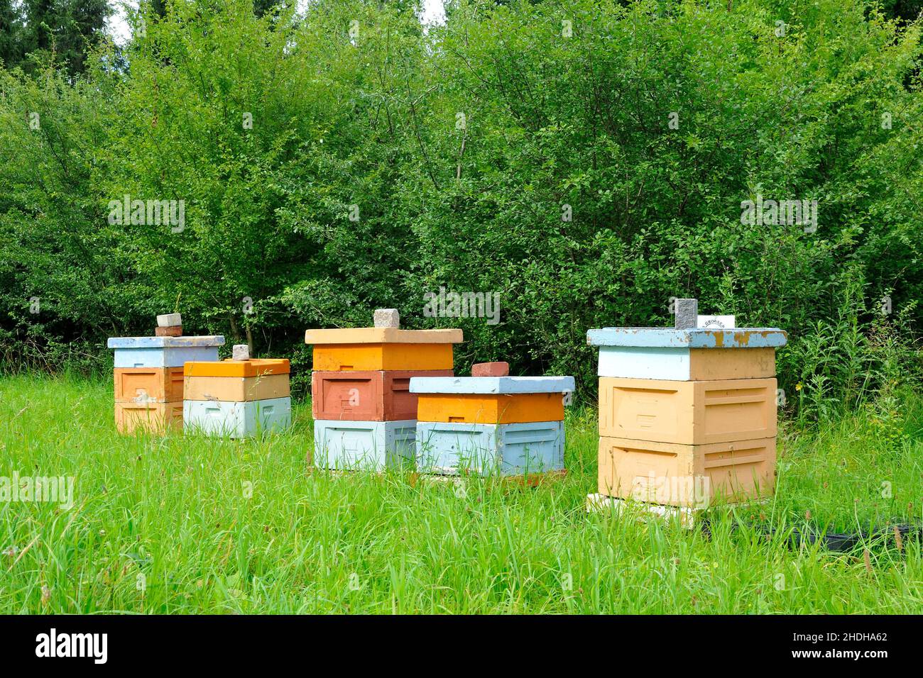 beehive, beekeeping, beehives, apiculture Stock Photo - Alamy