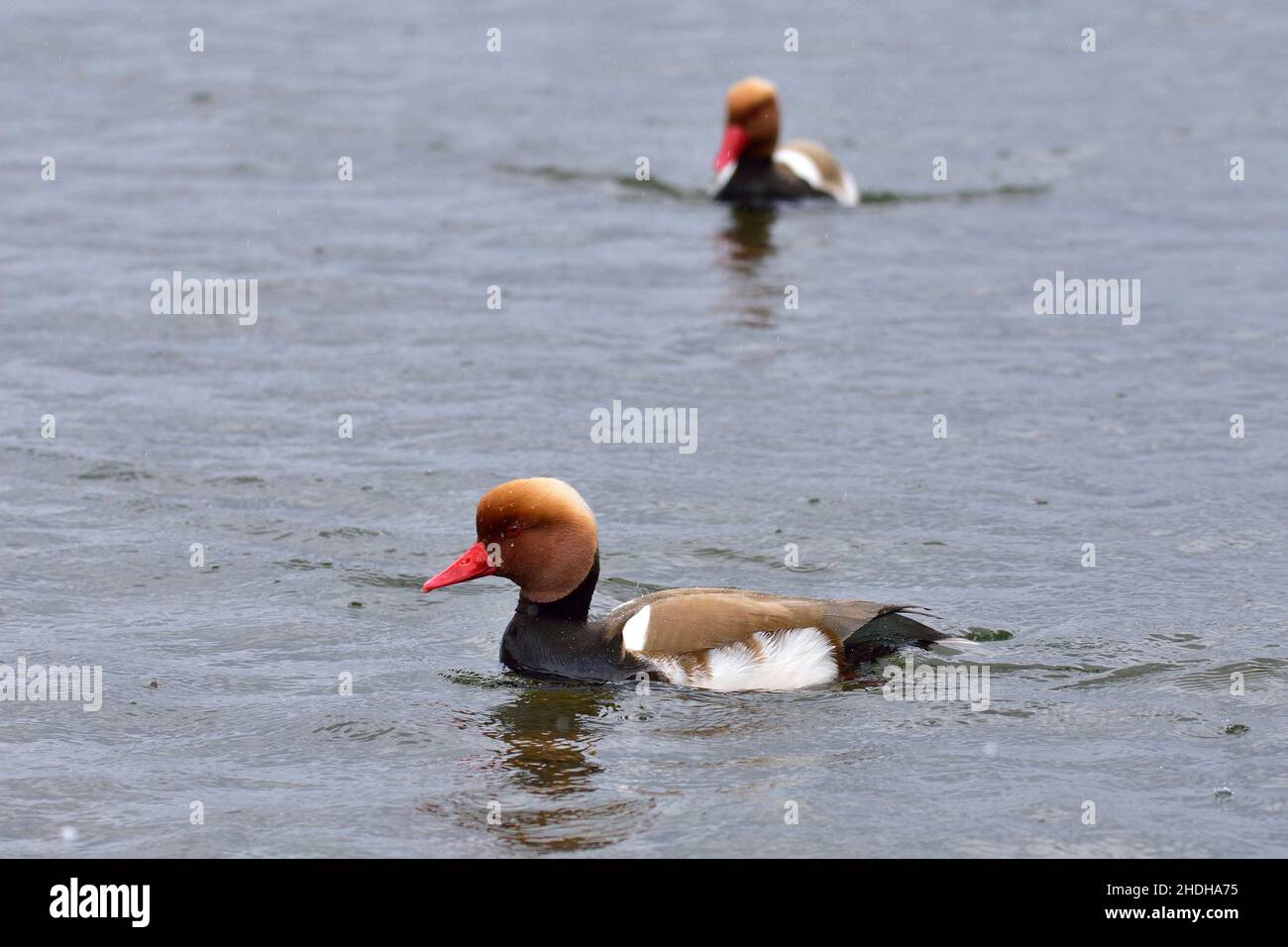 duck, red crested pochard, ducks, red-crested pochards Stock Photo - Alamy