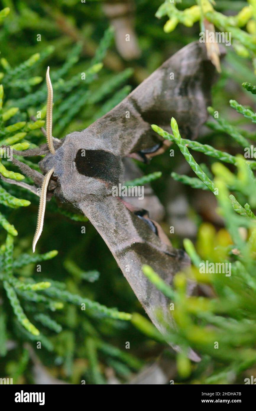 moth, eyed hawk-moth, moths Stock Photo - Alamy