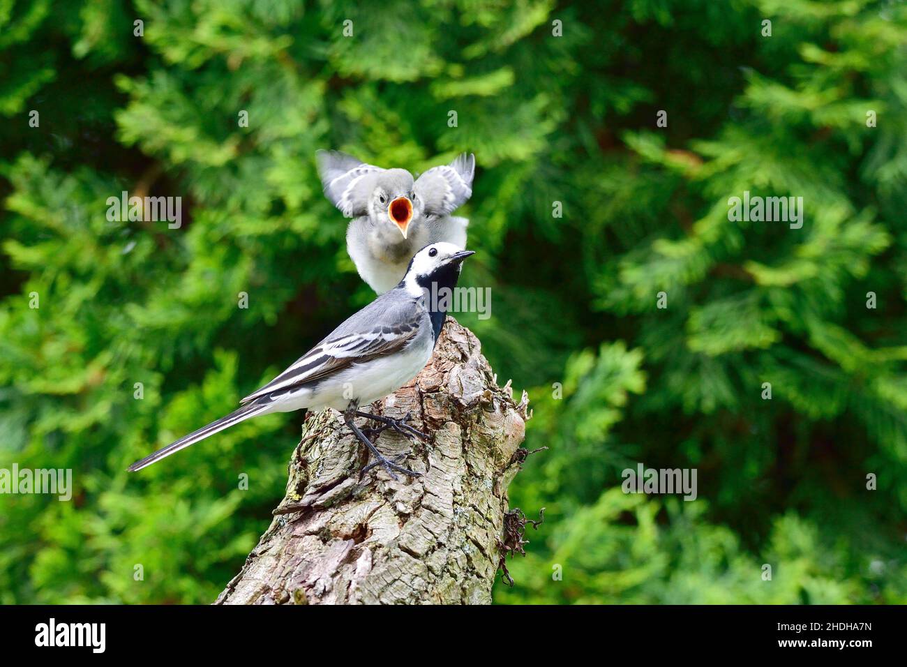 hungry, shouting, young bird, scream, screaming, shout, young birds ...