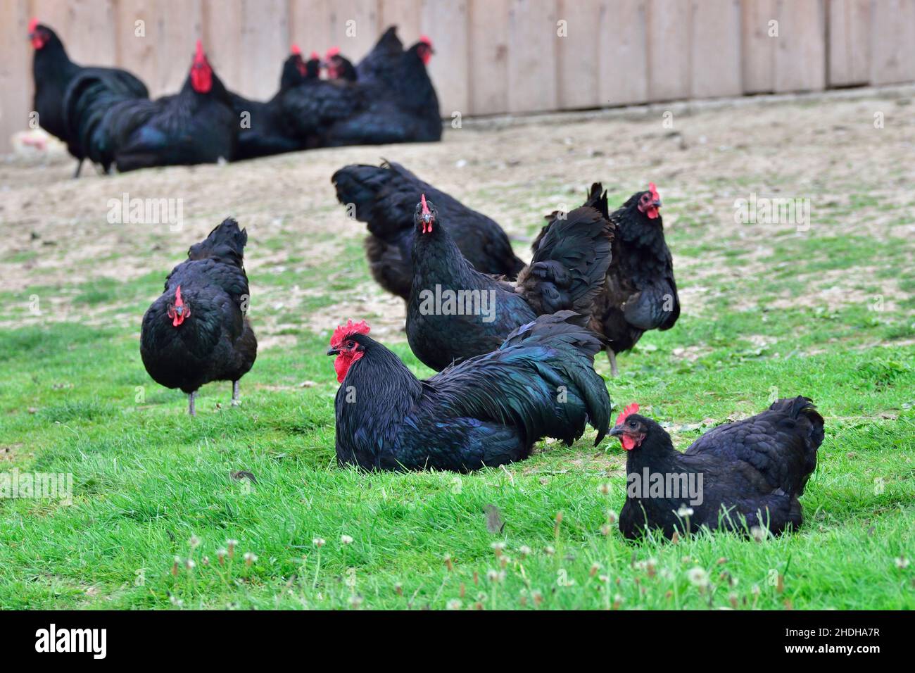 chicken farm, australorp, chicken farms Stock Photo - Alamy