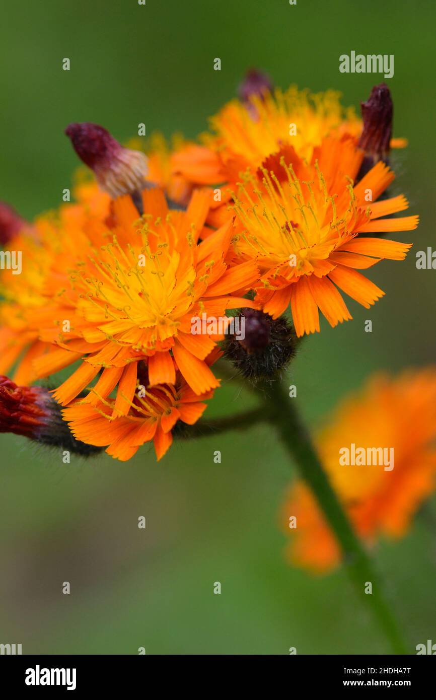 herb, hawkweed, herbs, hawkweeds Stock Photo - Alamy