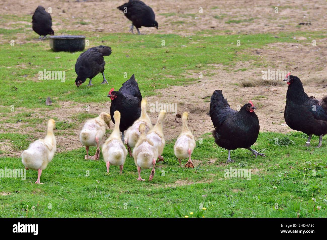 goose, chicken, chicken farm, gooses, chickens, chicken farms Stock ...