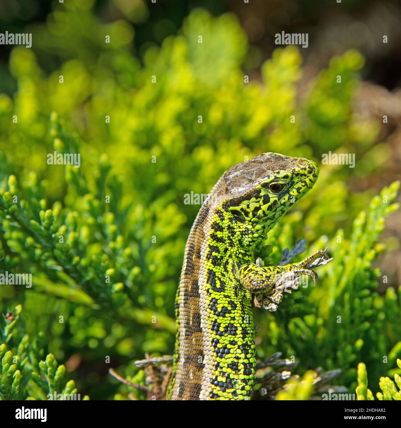 Lizard lacerta agilis in hi-res stock photography and images - Alamy