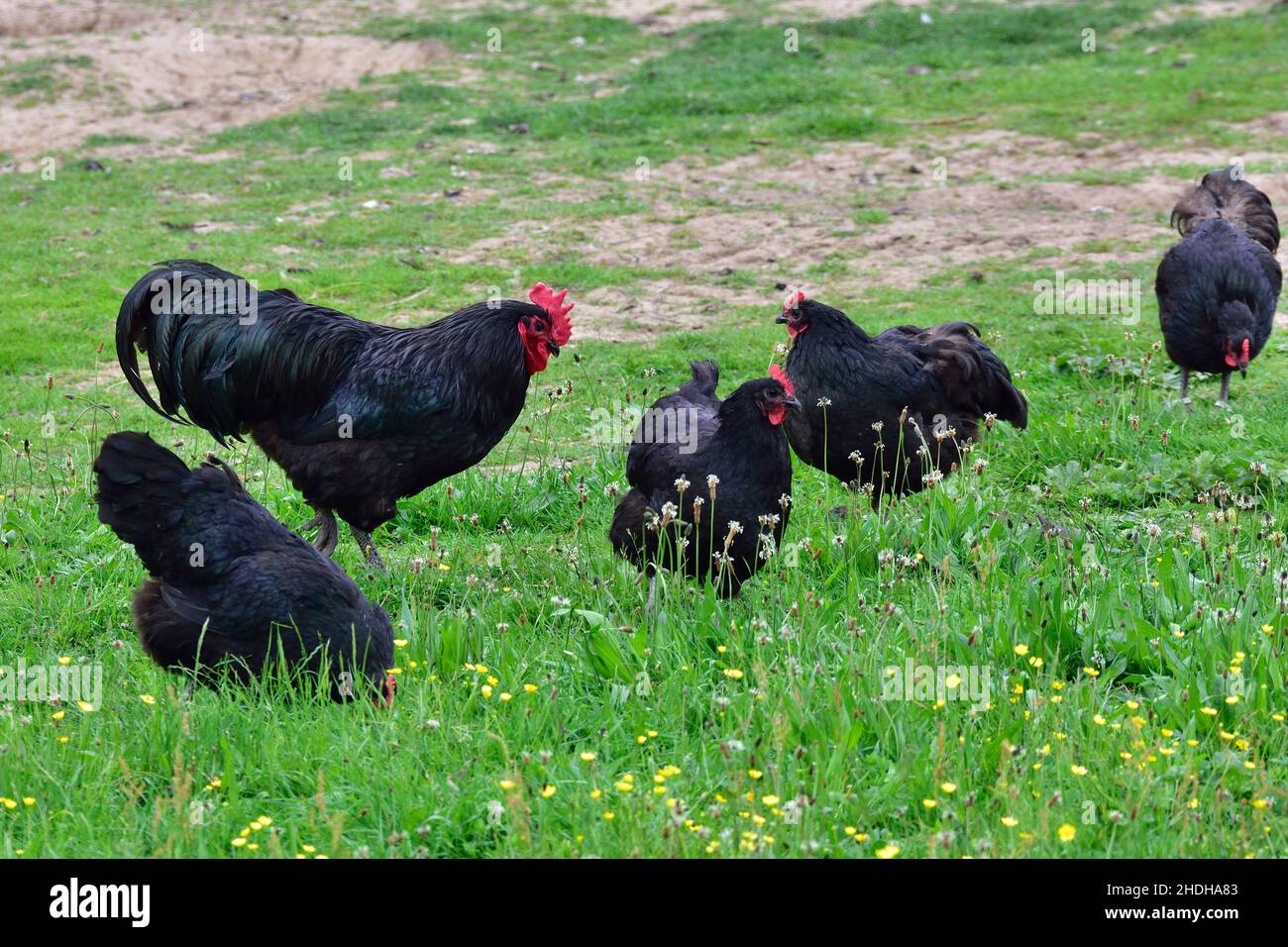 farm, chicken, farms, homestead, chickens Stock Photo - Alamy