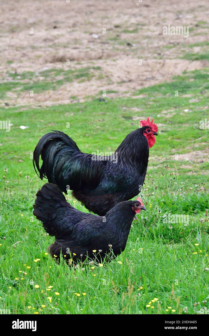 rooster, chicken, australorp, roosters, chickens Stock Photo - Alamy