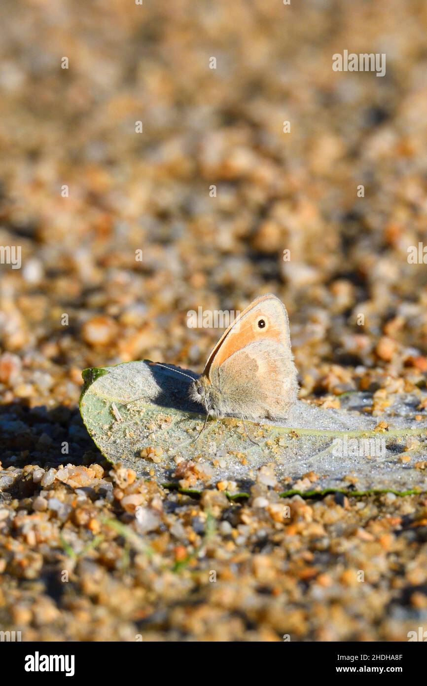 Satyrinaes hi-res stock photography and images - Alamy