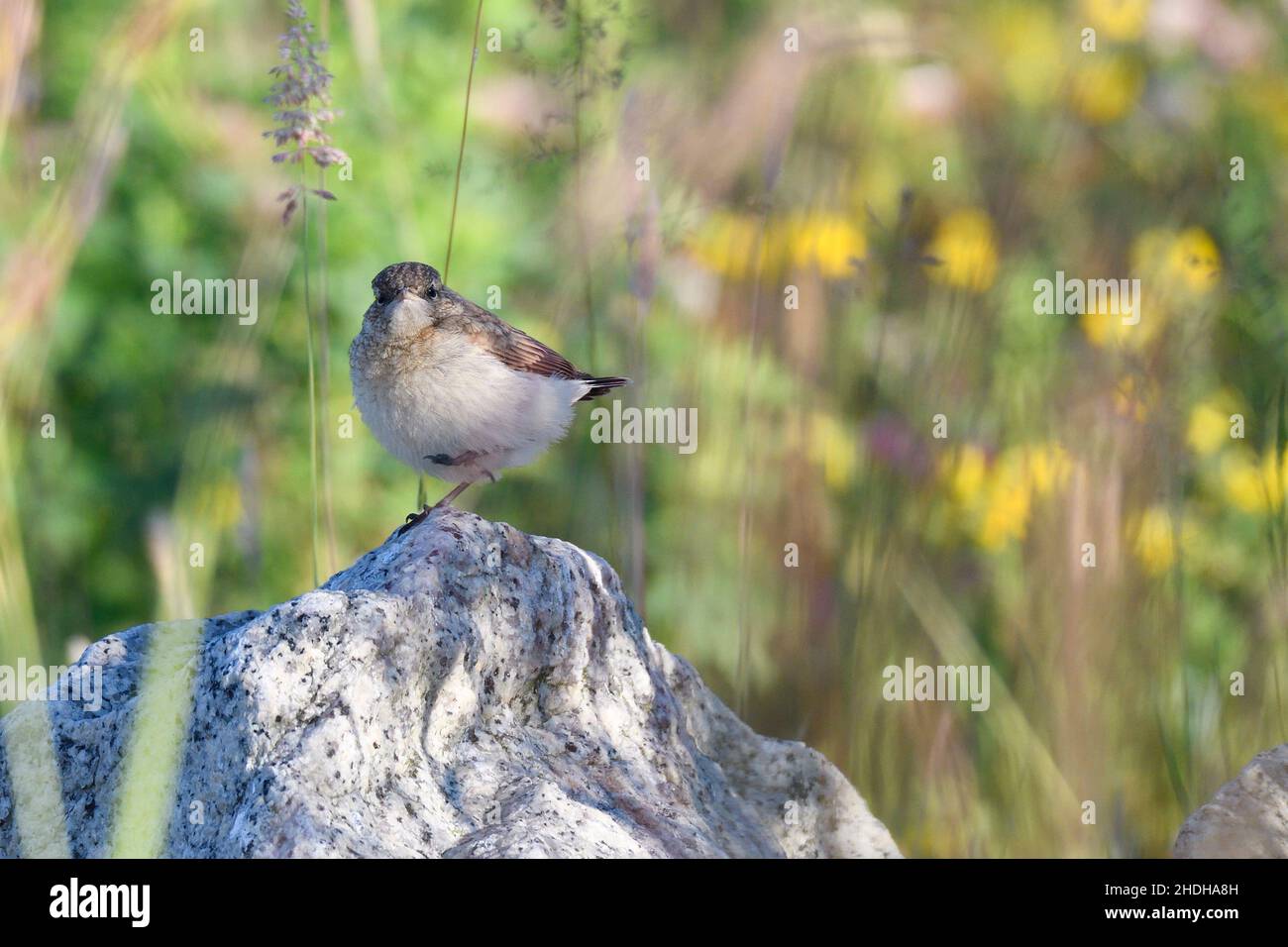 Young wheatear animals and birds hi-res stock photography and images ...