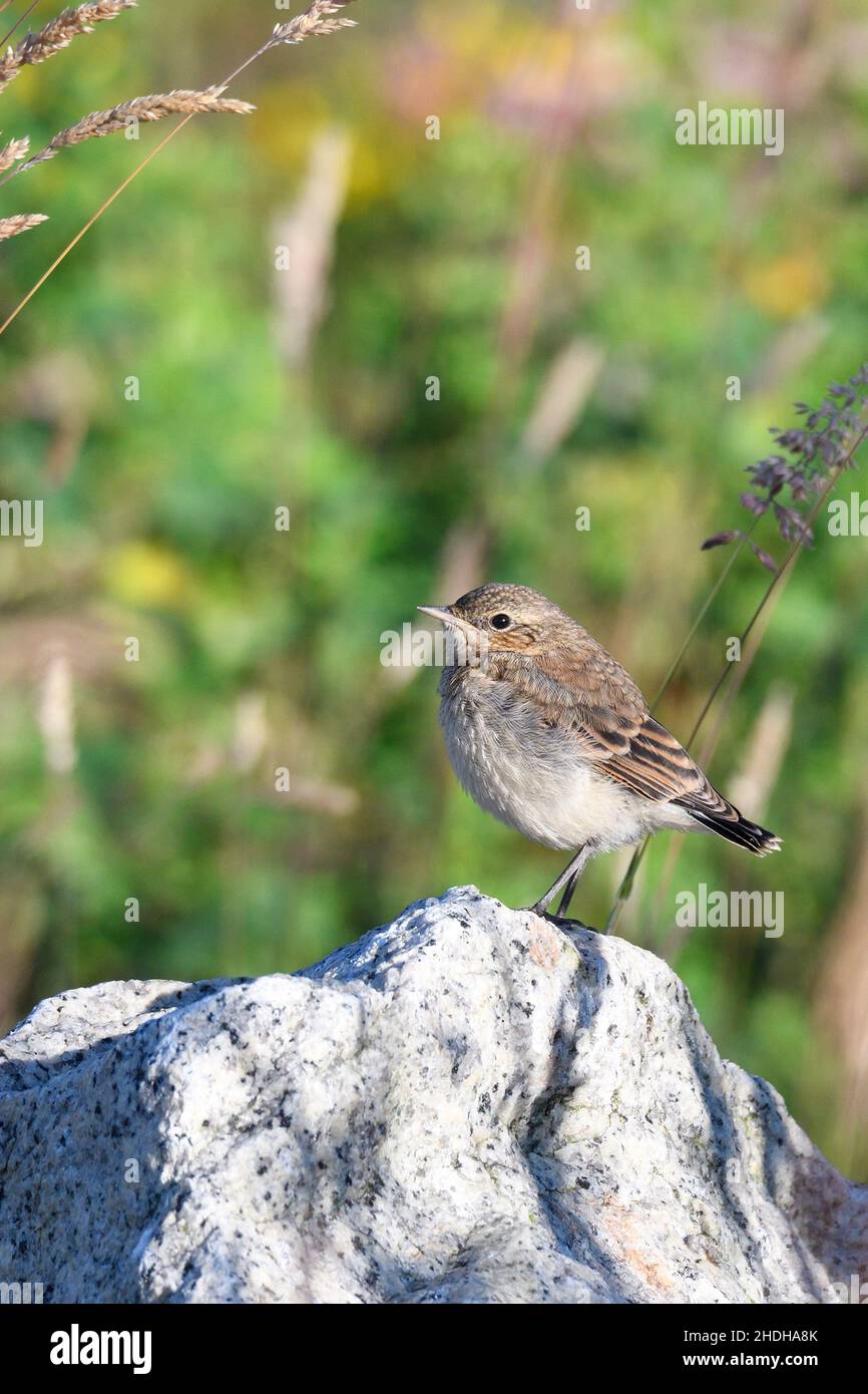 Young wheatear animals and birds hi-res stock photography and images ...