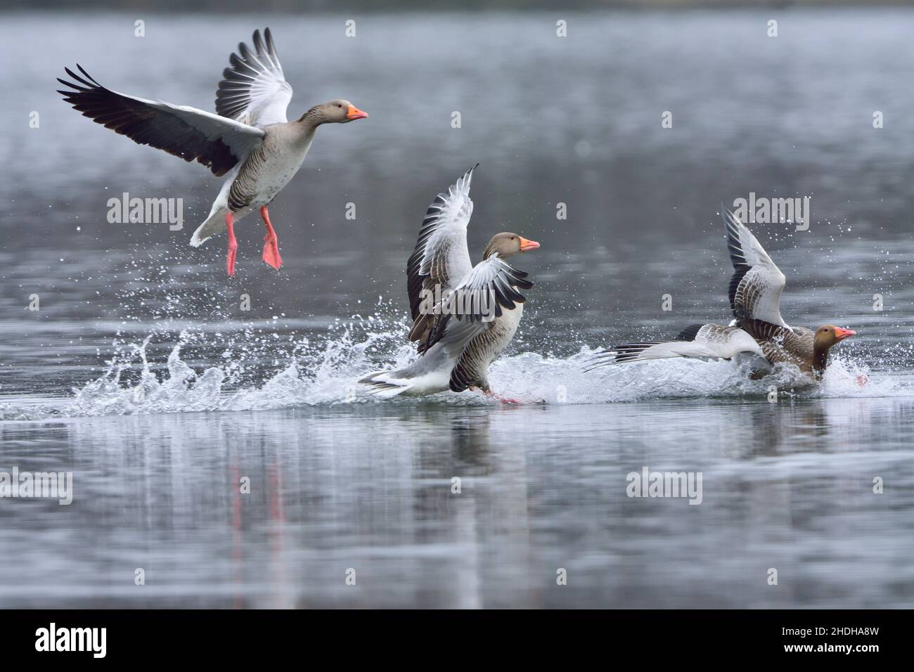 greylag goose, landing, movement, greylag gooses, movements Stock Photo ...