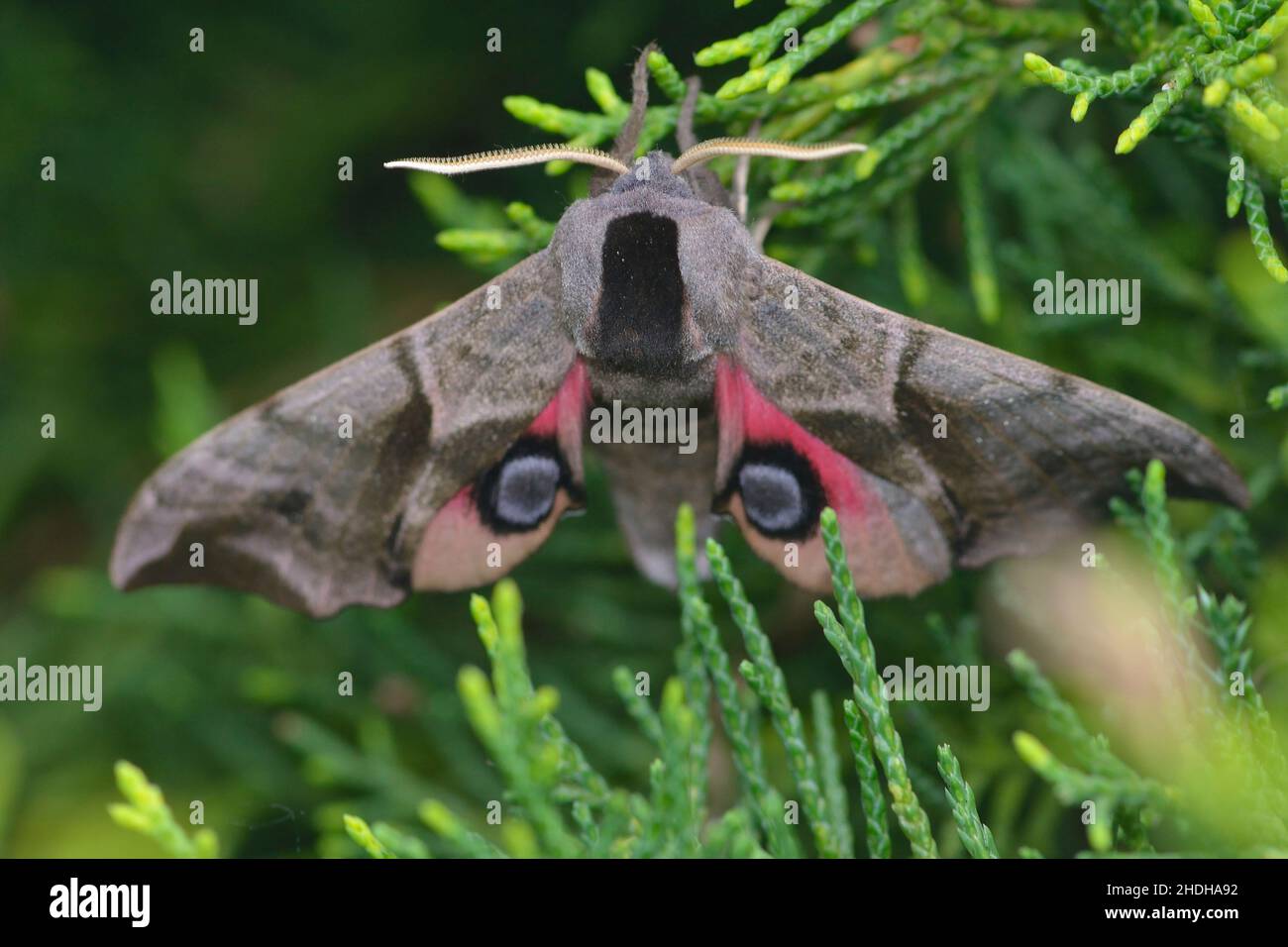 butterfly, eyed hawk-moth, butterflies Stock Photo - Alamy