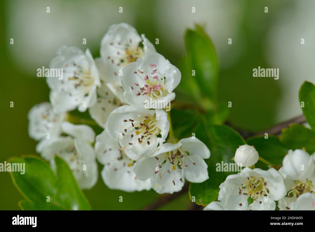 hawthorn, common hawthorn, hawthorns, crataegus monogyna, haw, may ...