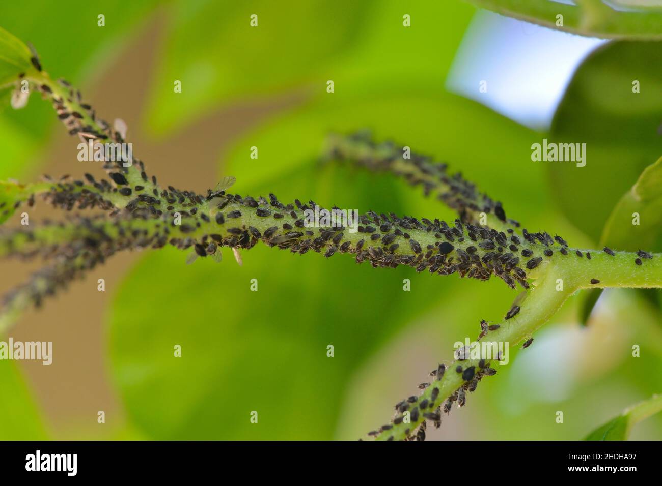 Animals animals pests hi-res stock photography and images - Alamy