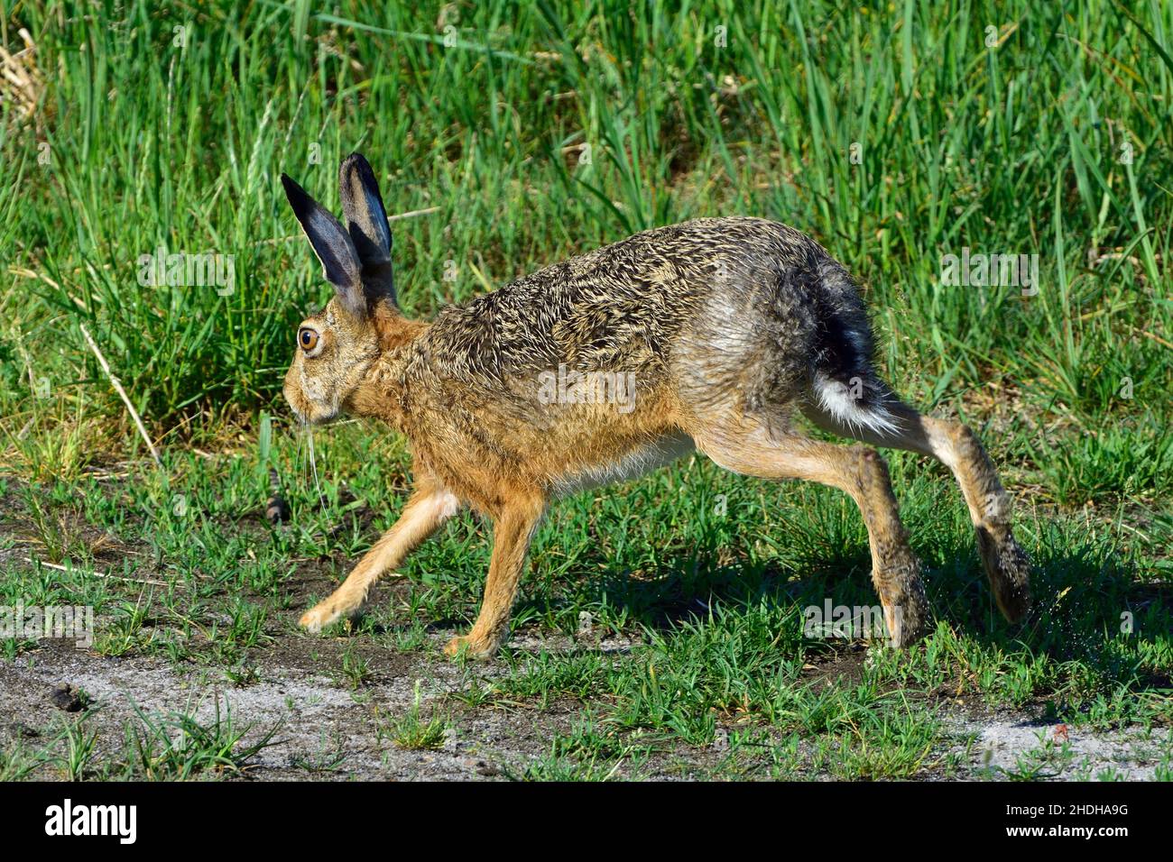 Fleeing hare hi-res stock photography and images - Alamy