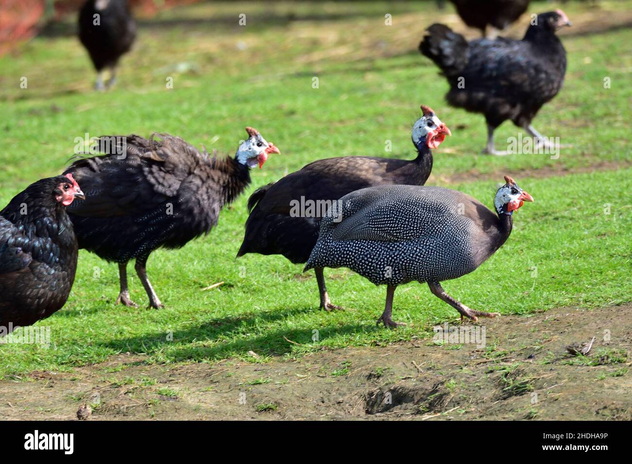 poultry, free range, guinea fowl, poultries, free ranges, guinea fowls ...