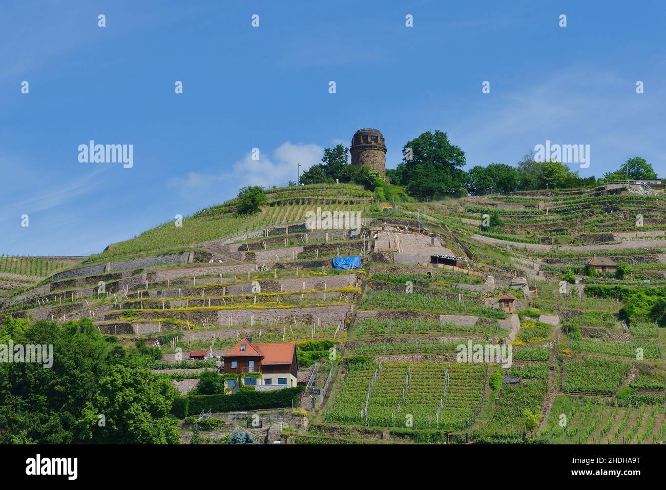 vineyard, bismarck tower, vineyards, bismarck towers Stock Photo - Alamy