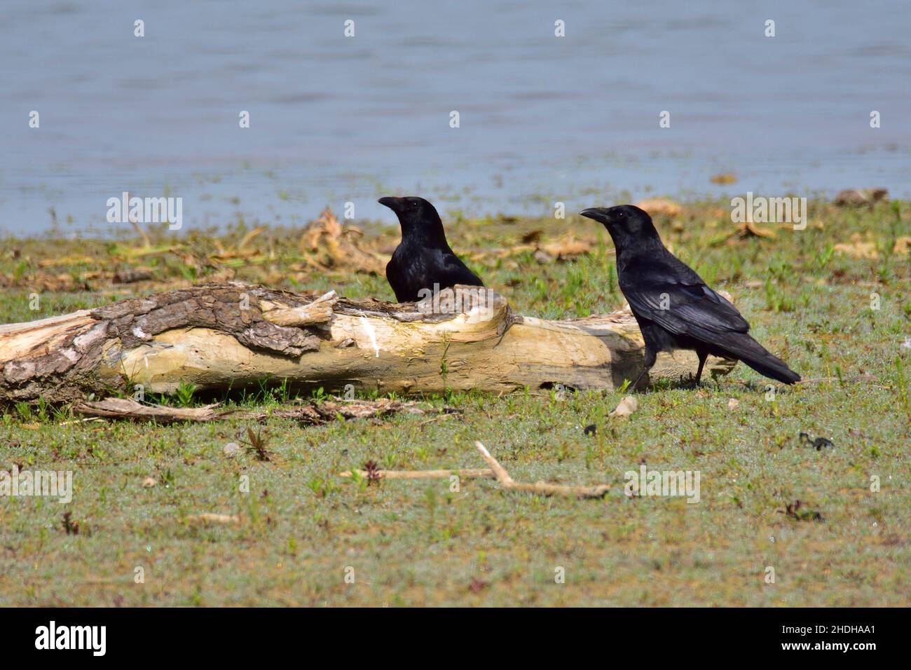 Two raven hi-res stock photography and images - Alamy
