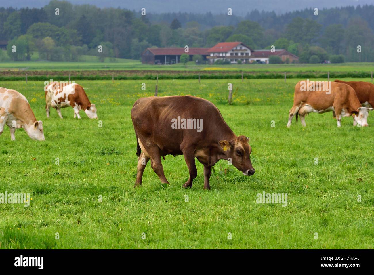 agriculture, cow paddock, ammersee, agricultures, cow paddocks ...