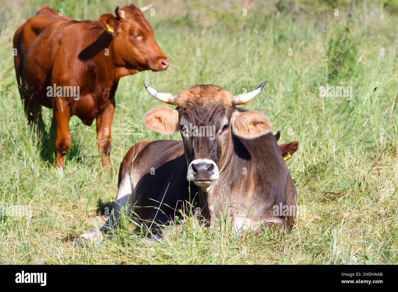 cow, domestic cattle, cows, domestic cattles Stock Photo - Alamy