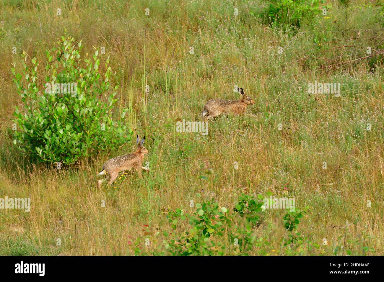 Hare jumps hi-res stock photography and images - Alamy