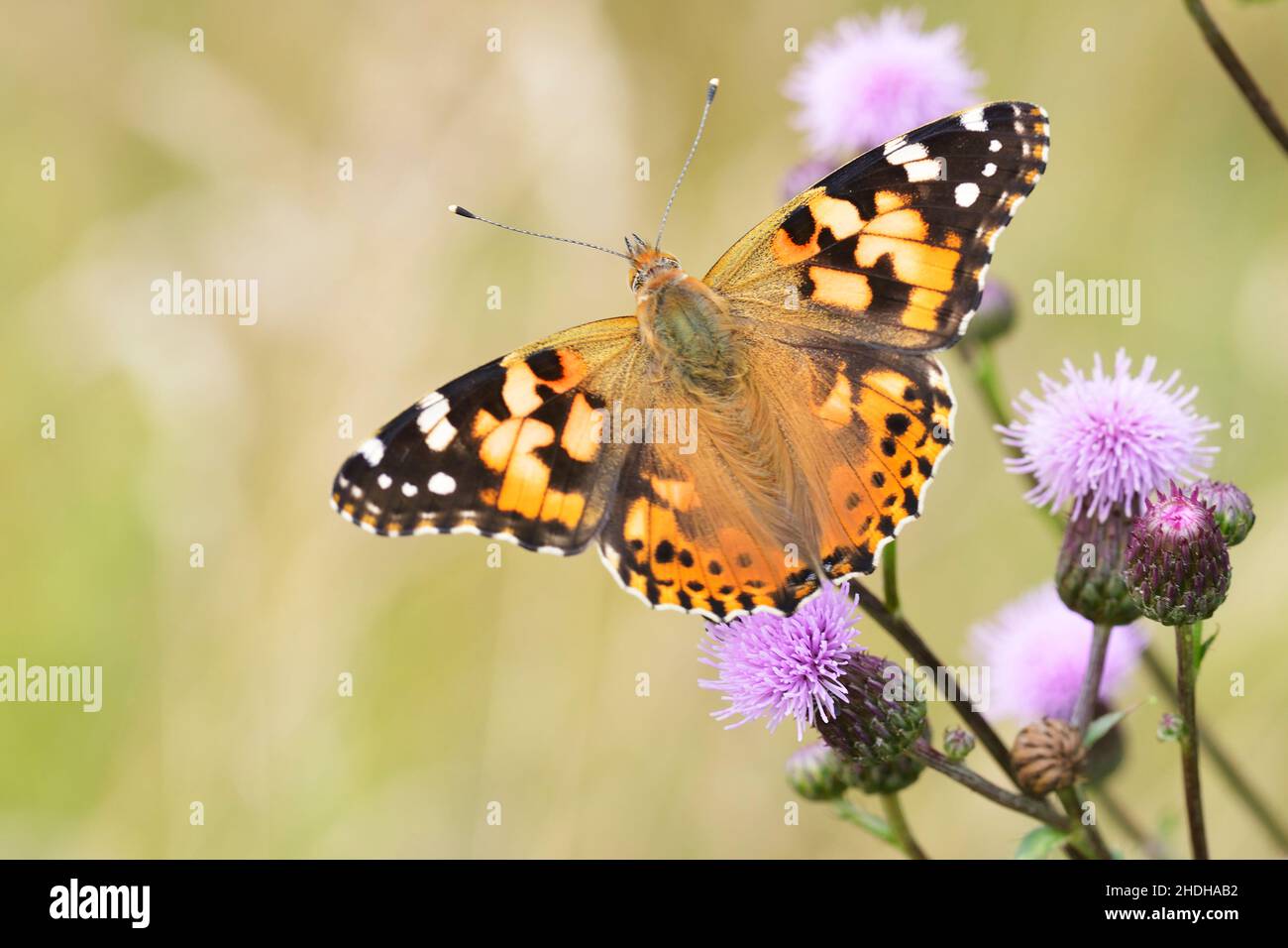 painted lady butterfly, painted lady butterflies Stock Photo - Alamy