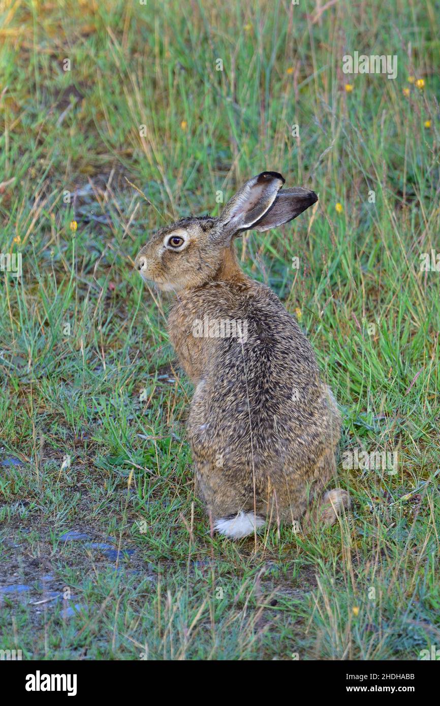 rabbit, hare, rabbits, hares Stock Photo - Alamy