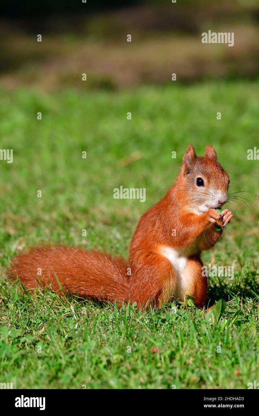 red squirrel, rodent, red squirrels, rodents Stock Photo - Alamy