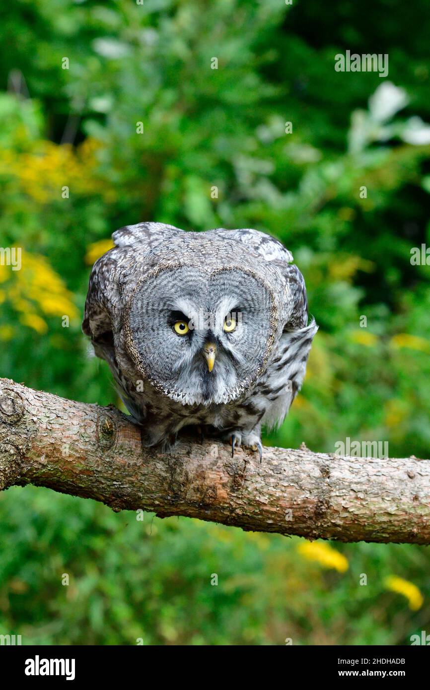 hunting, great gray owl, hunt Stock Photo - Alamy