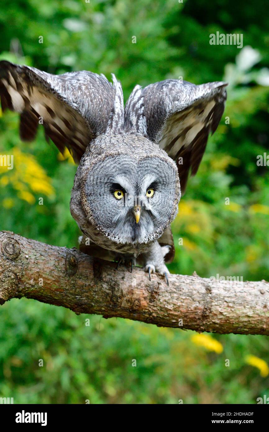 wings, hunting, owl, wing, hunt, owls Stock Photo - Alamy