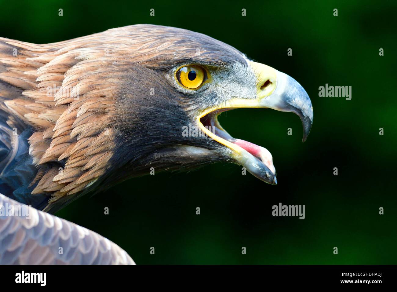 Bird heads hi-res stock photography and images - Alamy