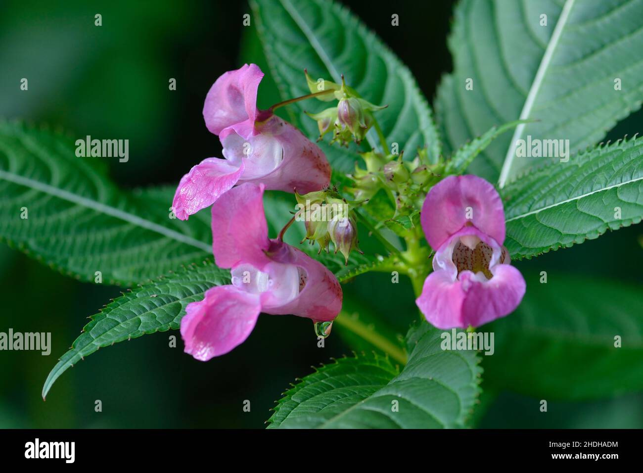 spring cabbage, indian himalayan balsam, spring cabbages, himalayan ...