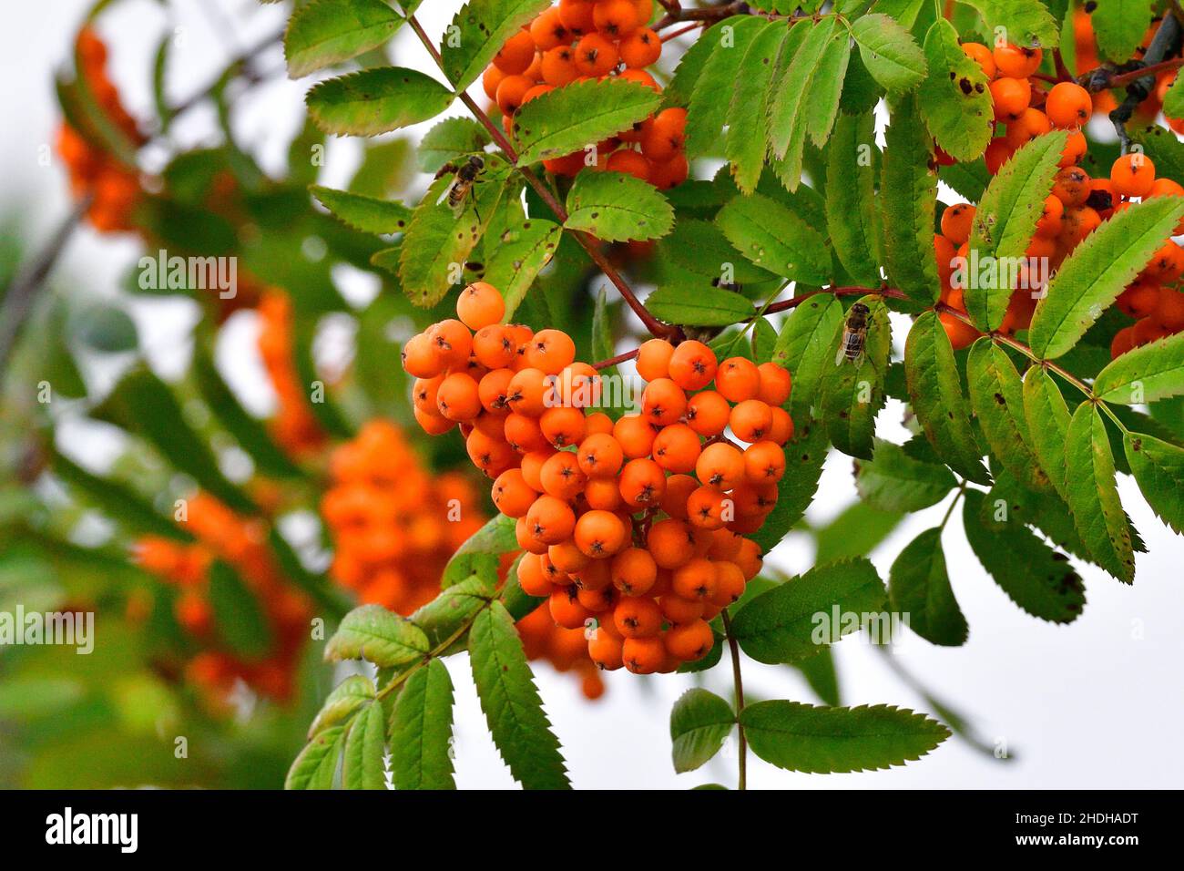 rowanberry, rowan, rowanberries, rowans Stock Photo - Alamy