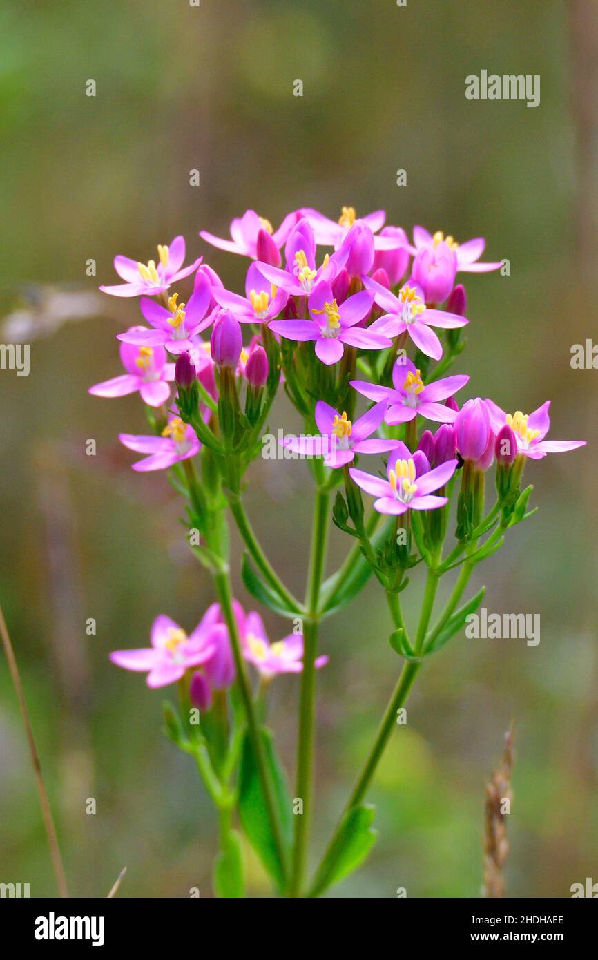 Pink centaurium hi-res stock photography and images - Alamy
