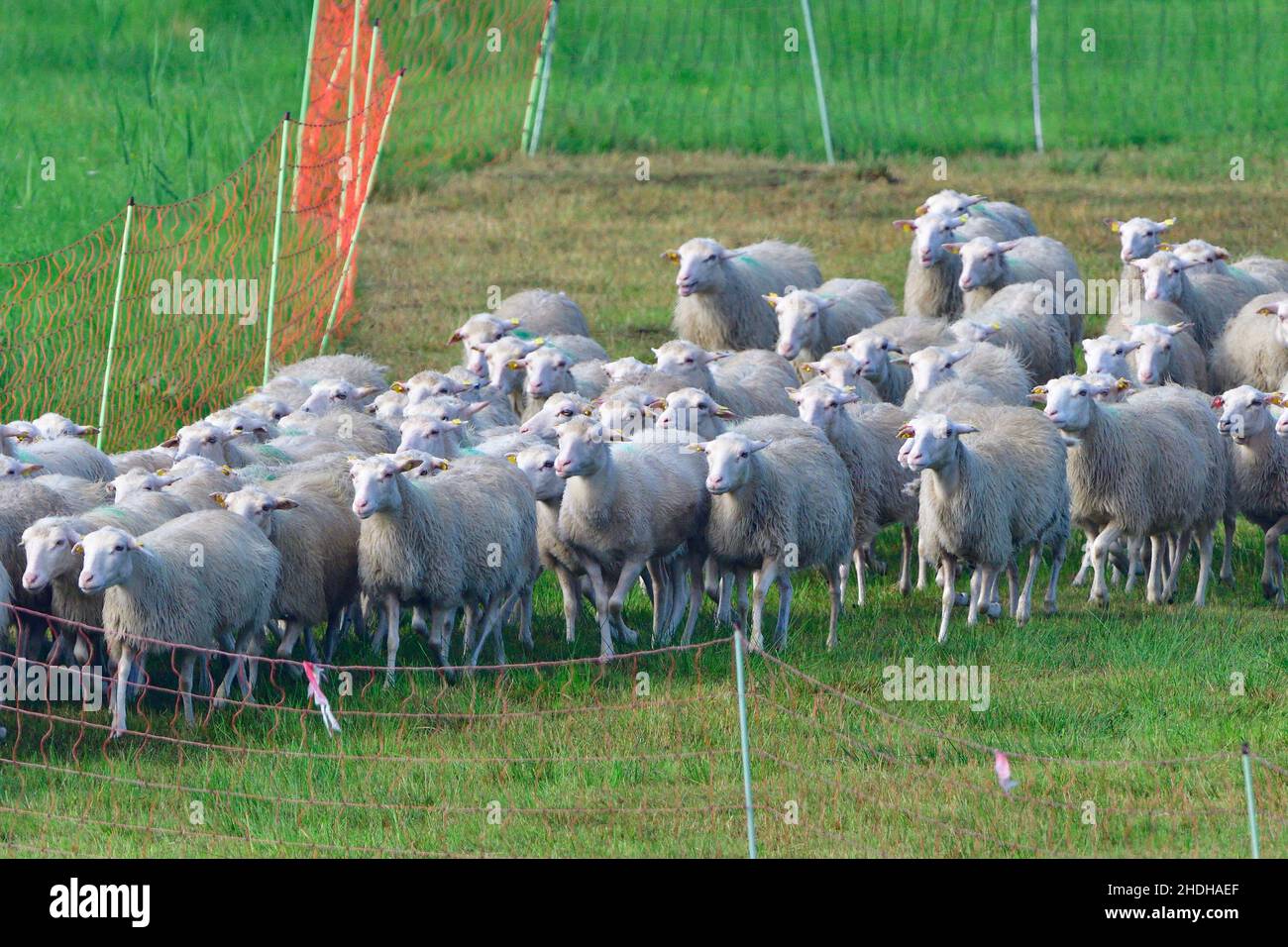 flock of sheep, flock of sheeps Stock Photo - Alamy