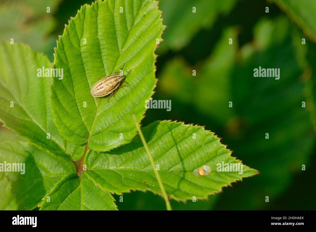 tree bug, shield bug, tree bugs, shield bugs Stock Photo - Alamy