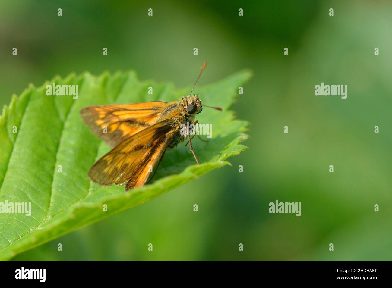 butterfly skipper, butterfly skippers Stock Photo - Alamy