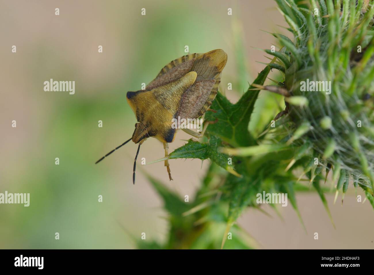 tree bug, tree bugs Stock Photo - Alamy