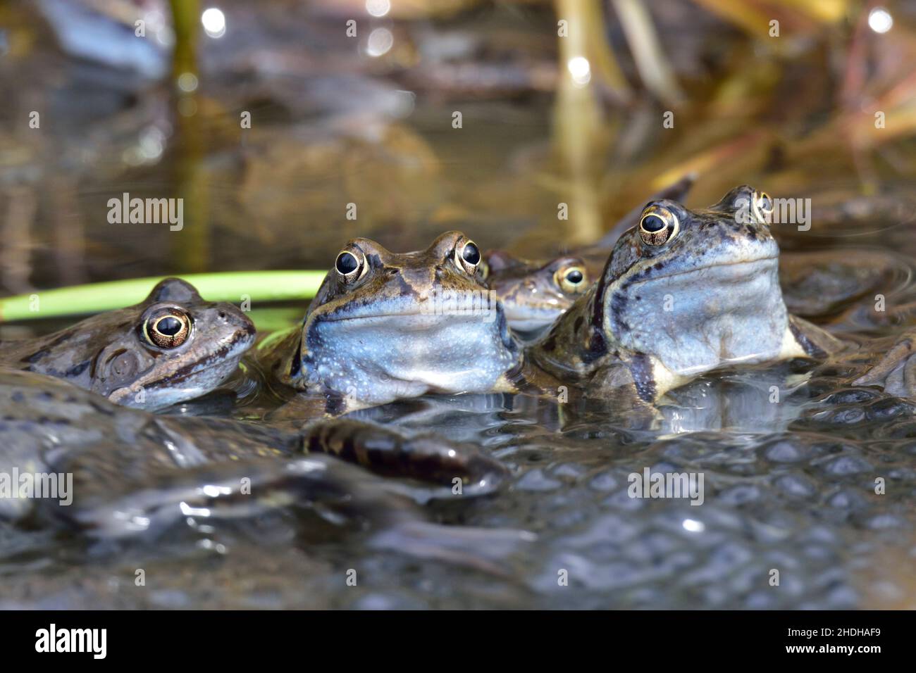 common frog, brown frog, common frogs Stock Photo - Alamy