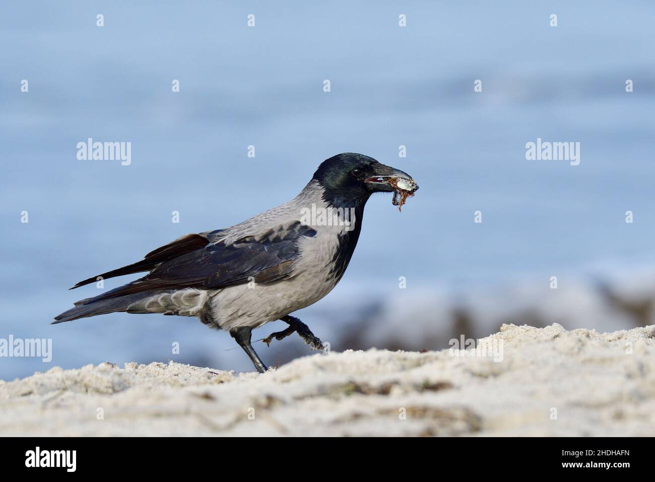 Crows are cool hi-res stock photography and images - Alamy