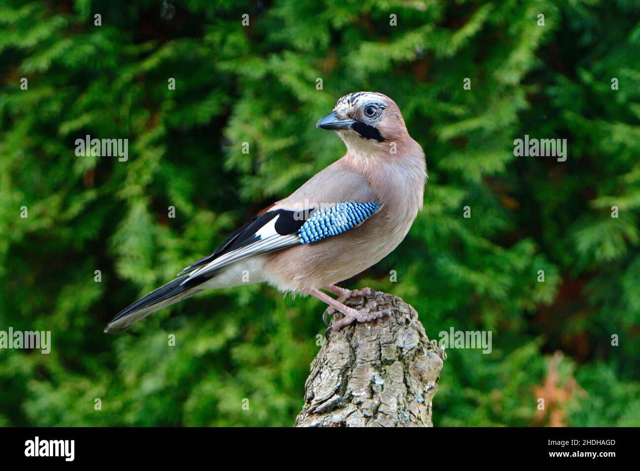 blue jay, blue jays Stock Photo - Alamy