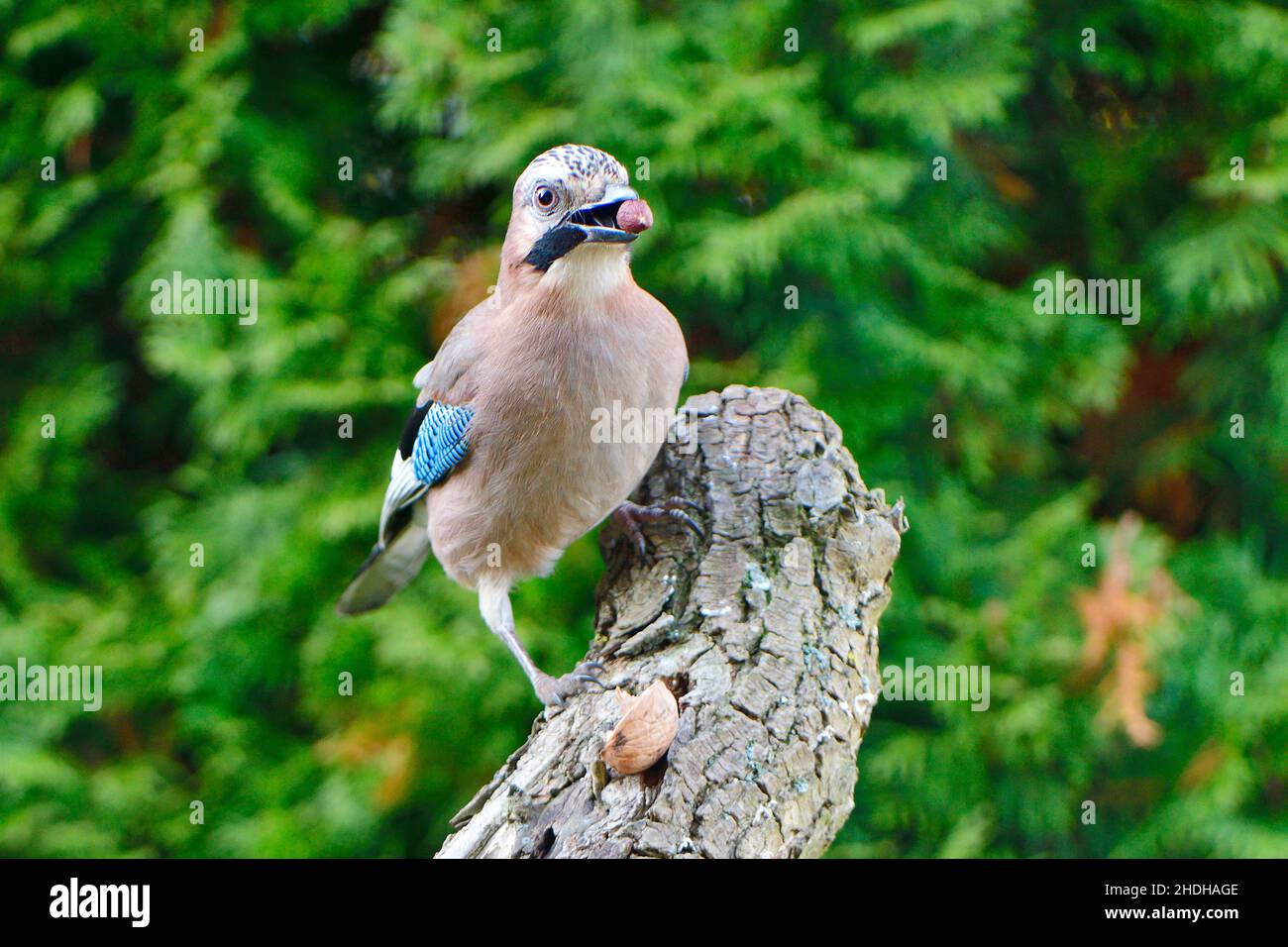 Blue jay looking hi-res stock photography and images - Alamy