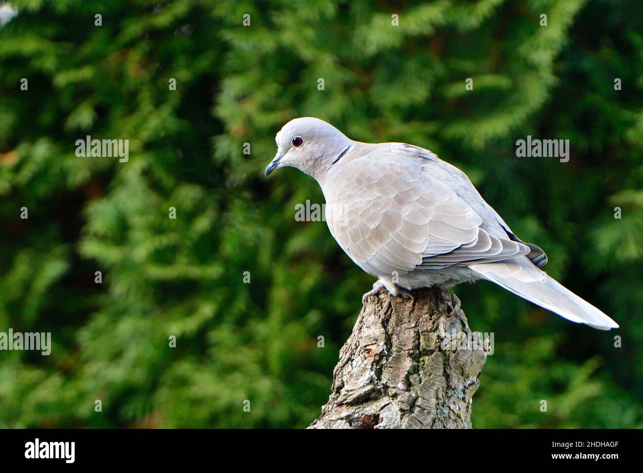 turtle dove, turks deaf, turtle doves Stock Photo - Alamy